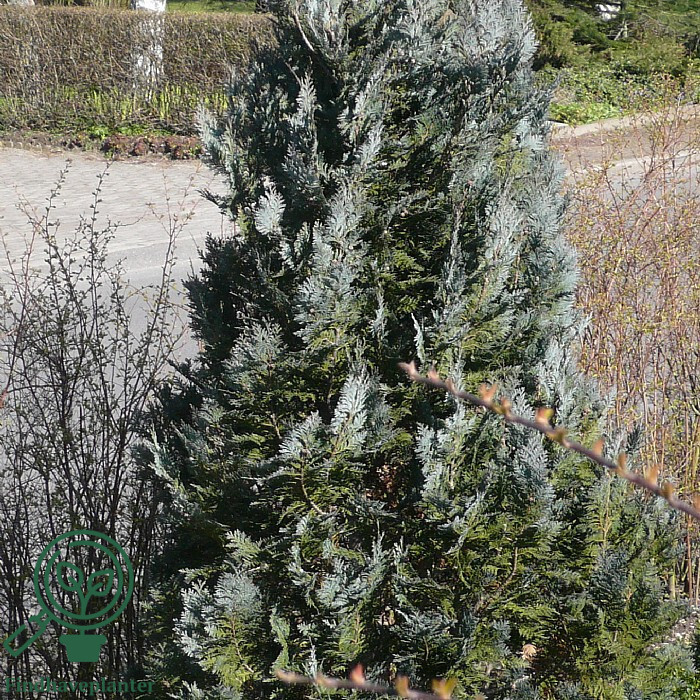 Chamaecyparis lawsoniana 'Columnaris', Blå cypres 100-120cm